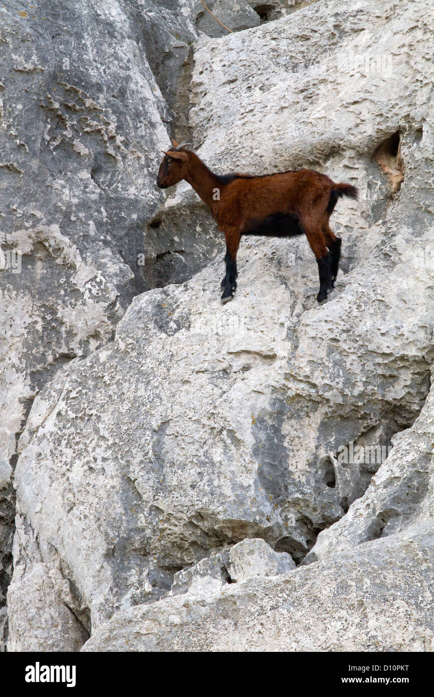 Goat majorca balearic islands spain hi-res stock photography and images ...