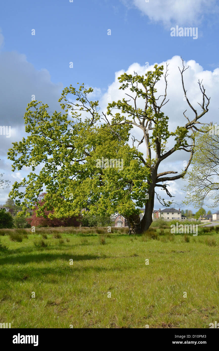Tree half dead half alive hi-res stock photography and images - Alamy