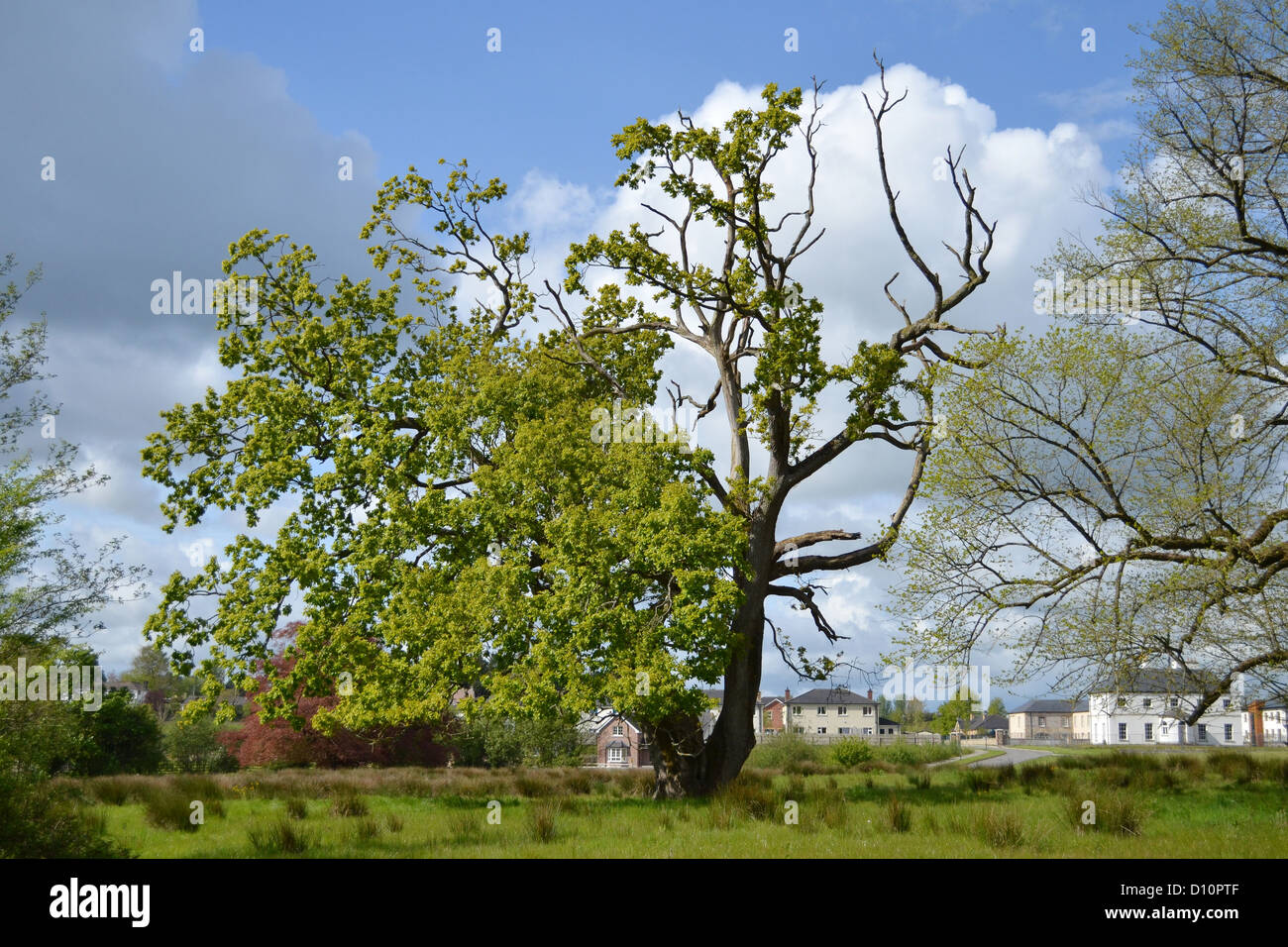 Tree half dead half alive hi-res stock photography and images - Alamy
