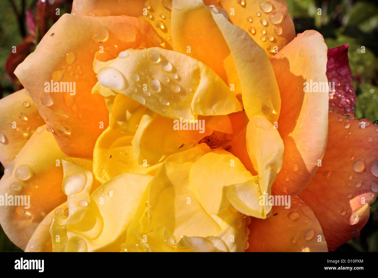 Yellow rose with water drops in the Botanic Gardens, Canterbury, South ...