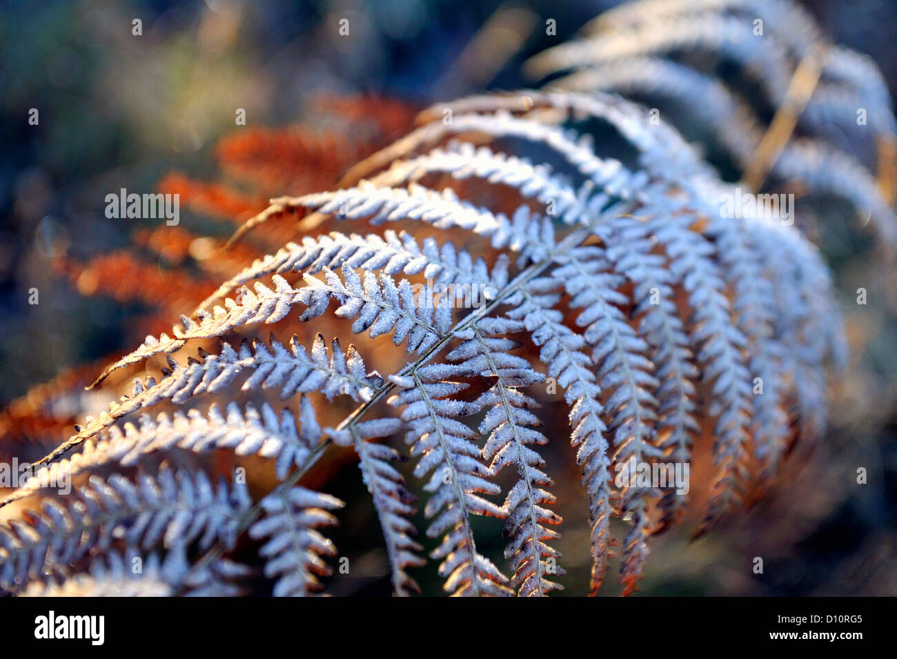 Bracken leaf with a thin layer of frost during early winter Stock Photo ...