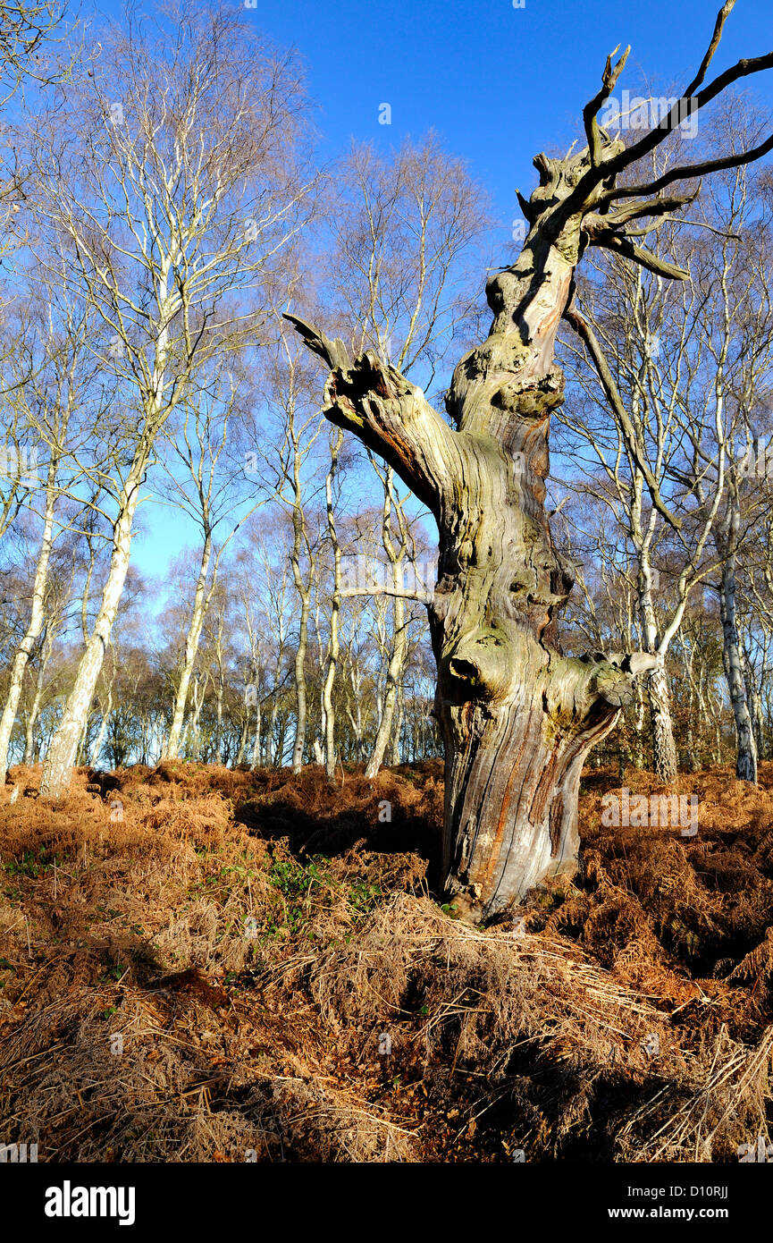 An old dead and decaying English oak tree in Sherwood forest during ...