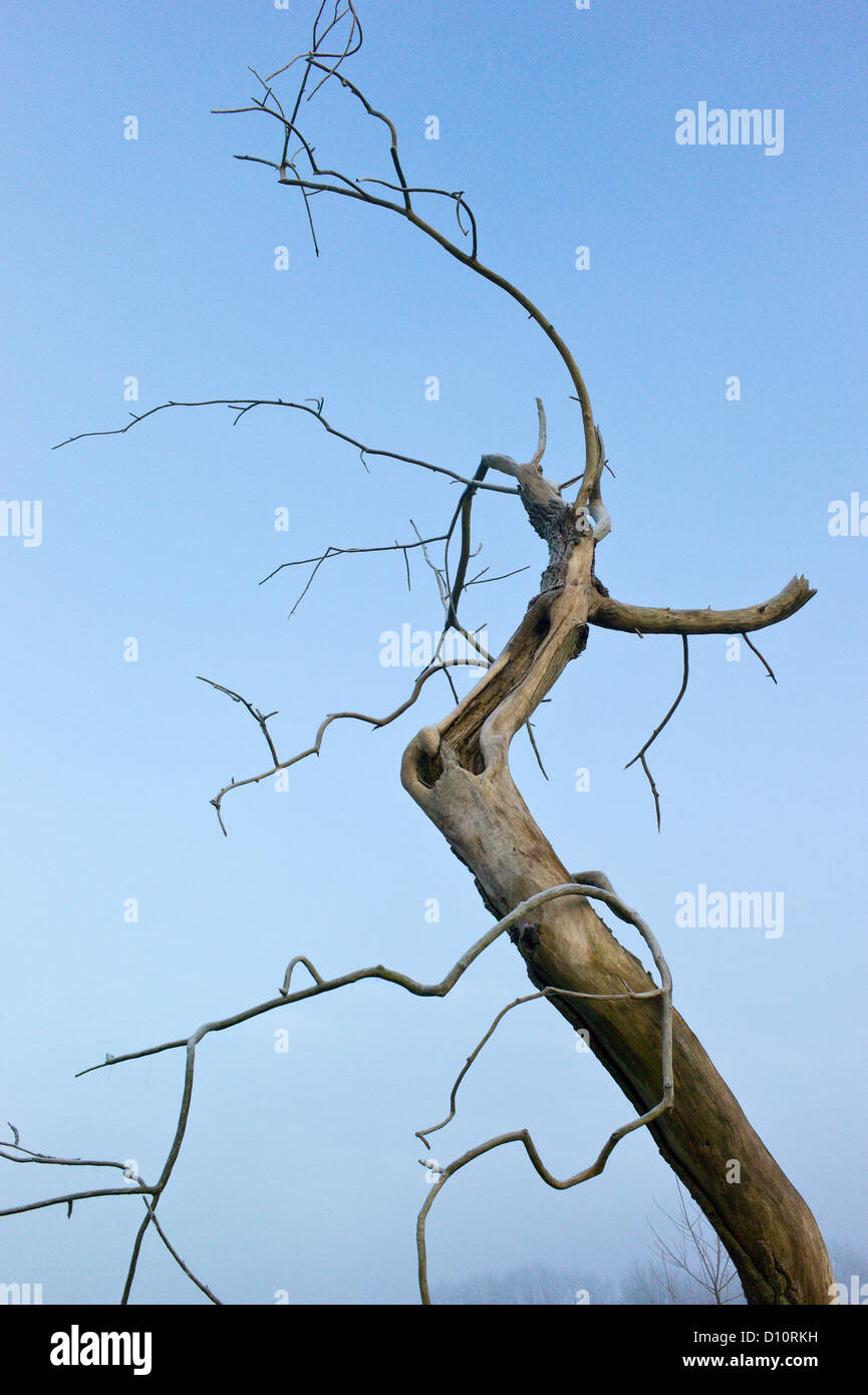 Dead branches of a fallen Oak tree on a frosty, foggy morning Stock ...