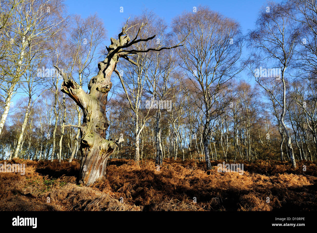 An old dead and decaying English oak tree Sherwood forest during winter ...