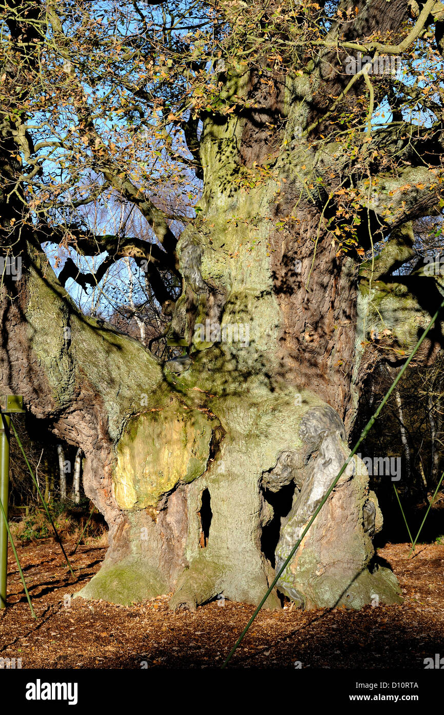 Major oak tree sherwood forest hi-res stock photography and images - Alamy