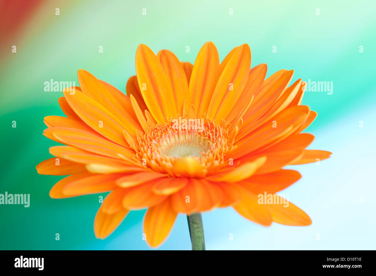 Orange gerbera flower isolated on color gradient background Stock Photo ...