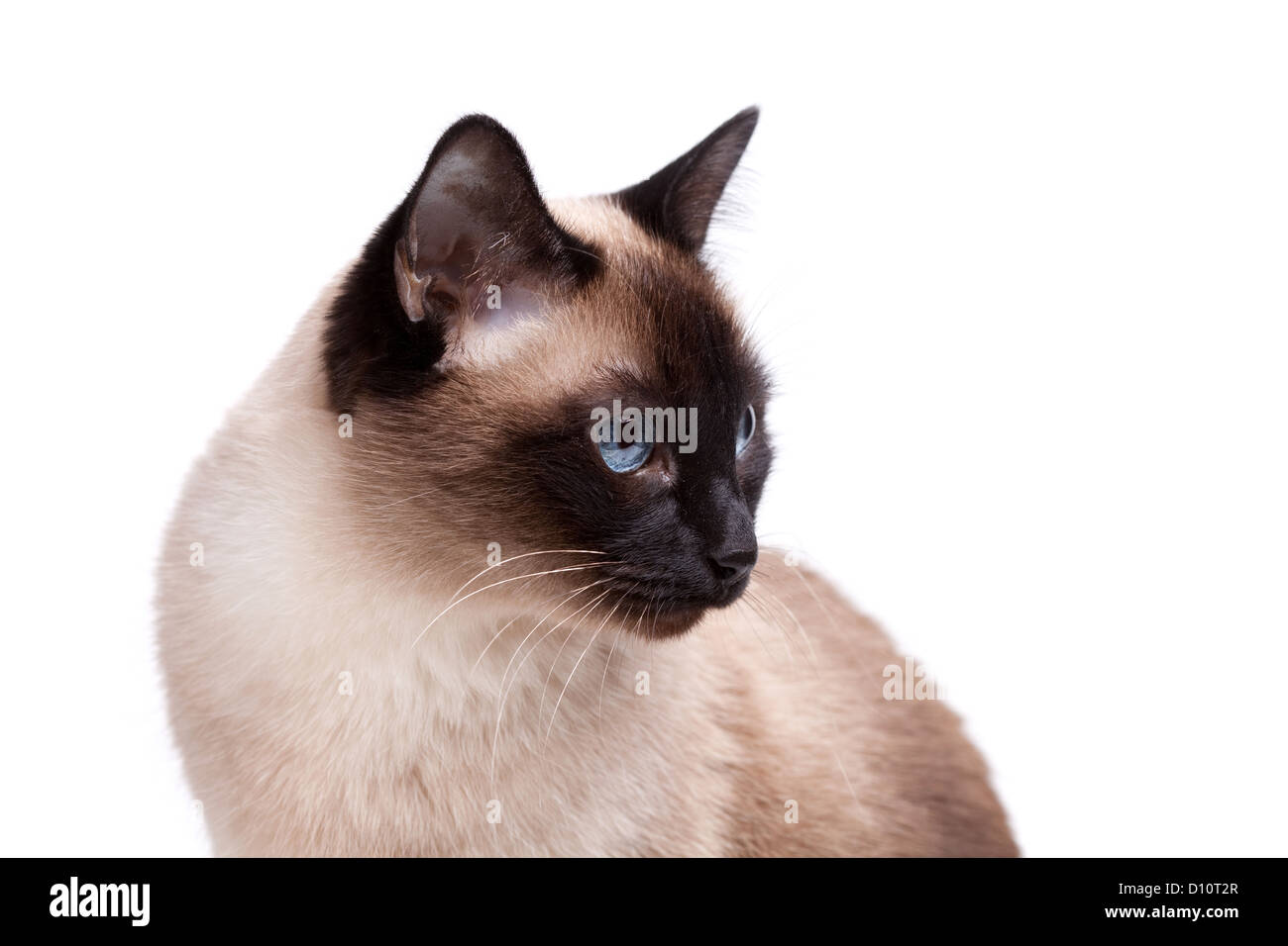 Siamese cat with blue eyes looks right isolated on white background ...