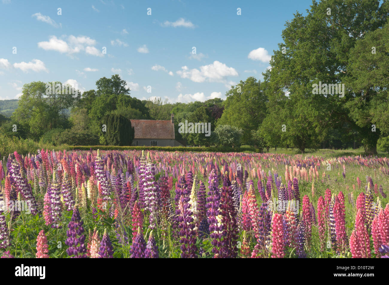 Lupins in field in front of St Peter's Church, Terwick, Rogate, West ...