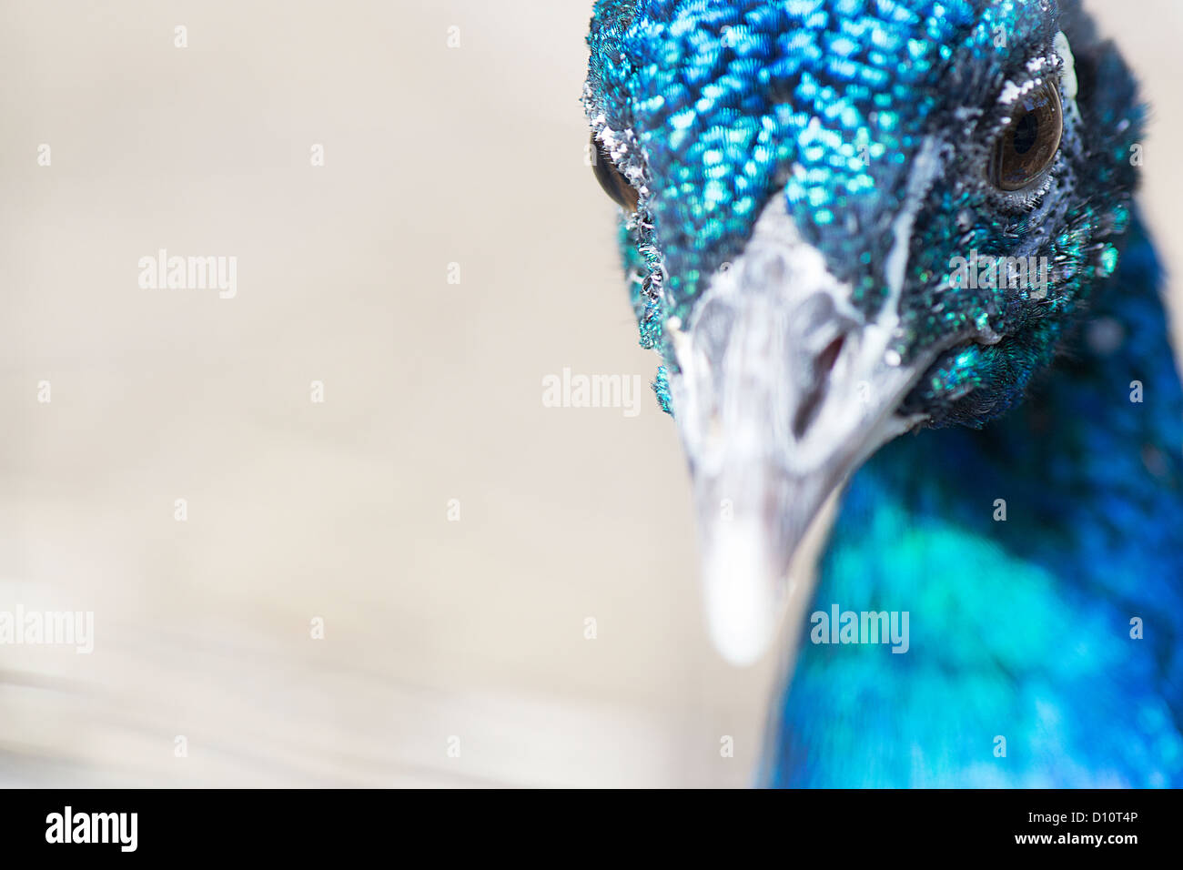 Front of Peacock Face Stock Photo - Alamy