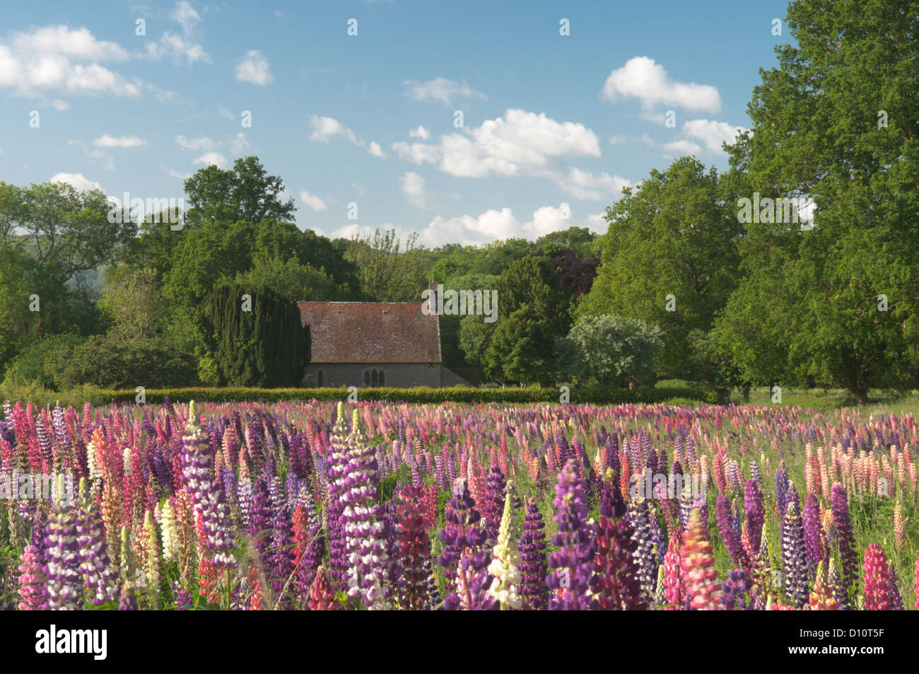 Lupins in field in front of St Peter's Church, Terwick, Rogate, West ...