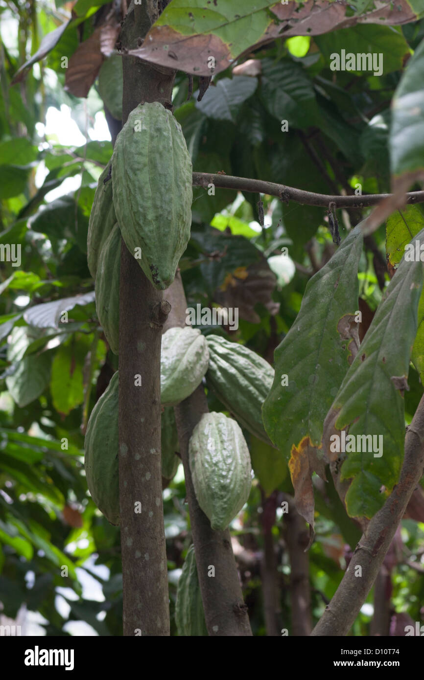 Cocoa tree hi-res stock photography and images - Alamy