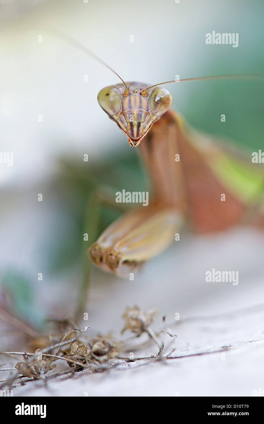Giant green praying mantis hi-res stock photography and images - Alamy