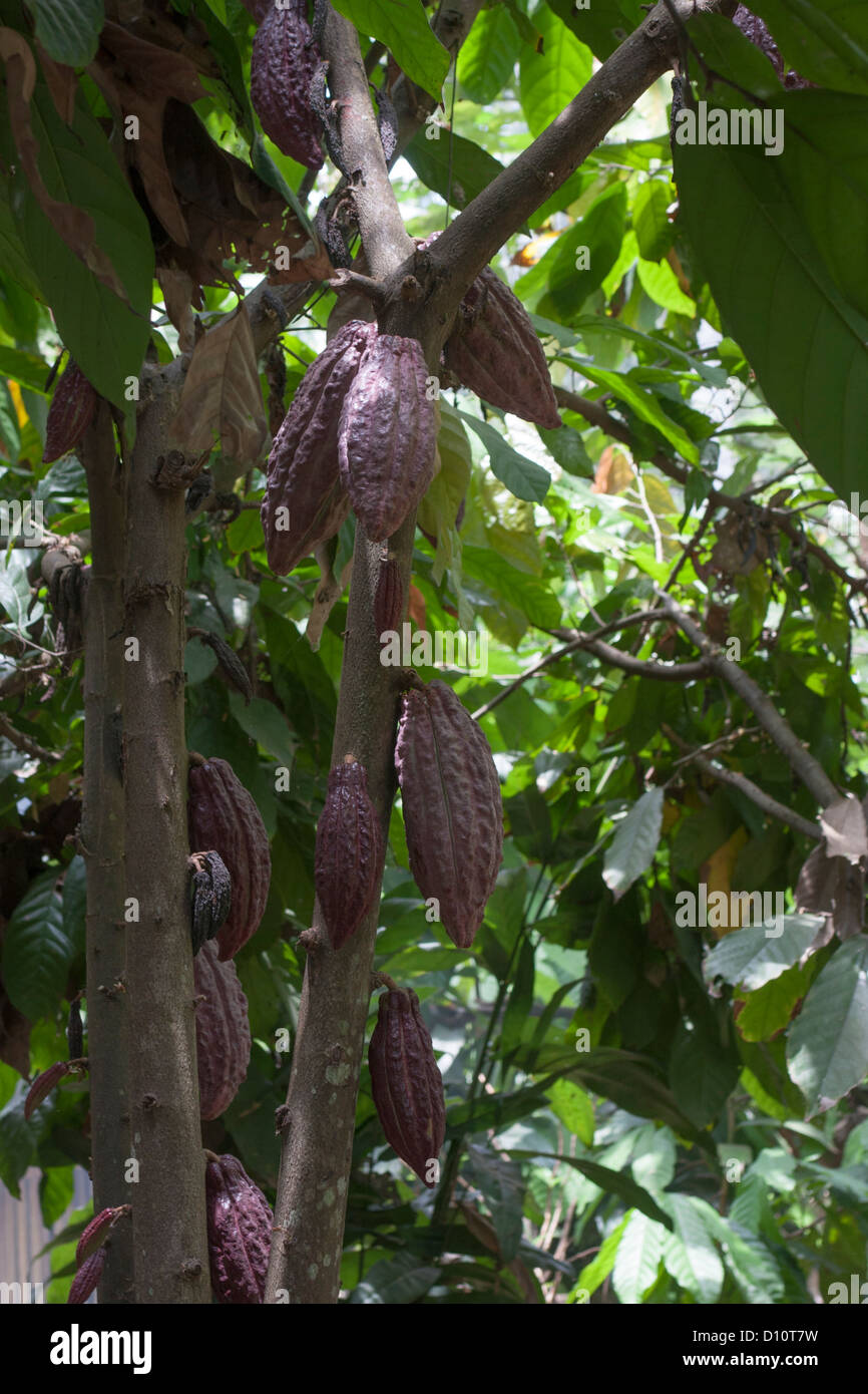 Cocoa tree (Theobroma cacao) with brown seed pods Stock Photo - Alamy