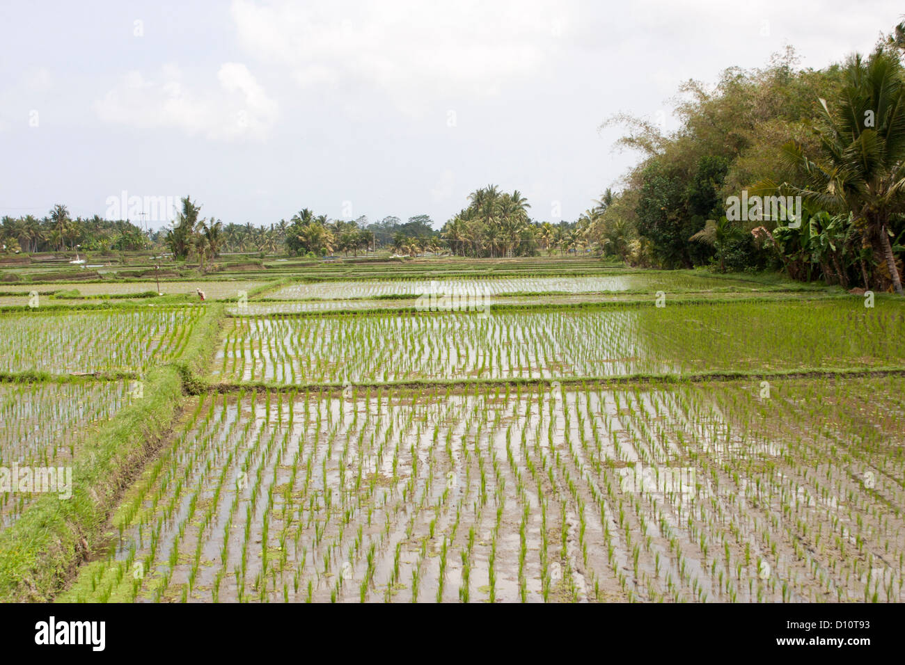 Rice ( Oryza sativa) wadi on Bali Stock Photo - Alamy