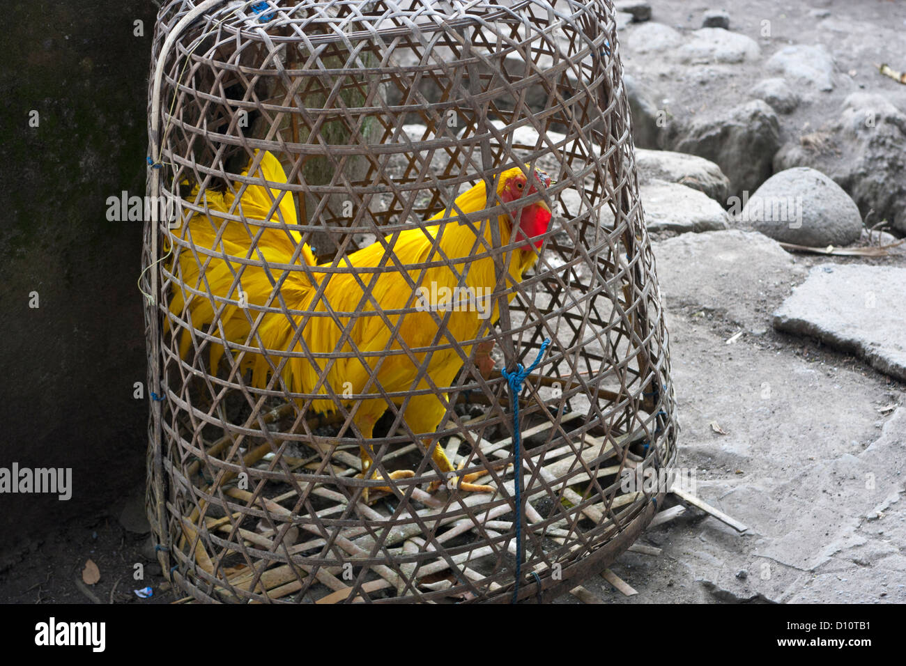 Yellow colored rooster Stock Photo - Alamy