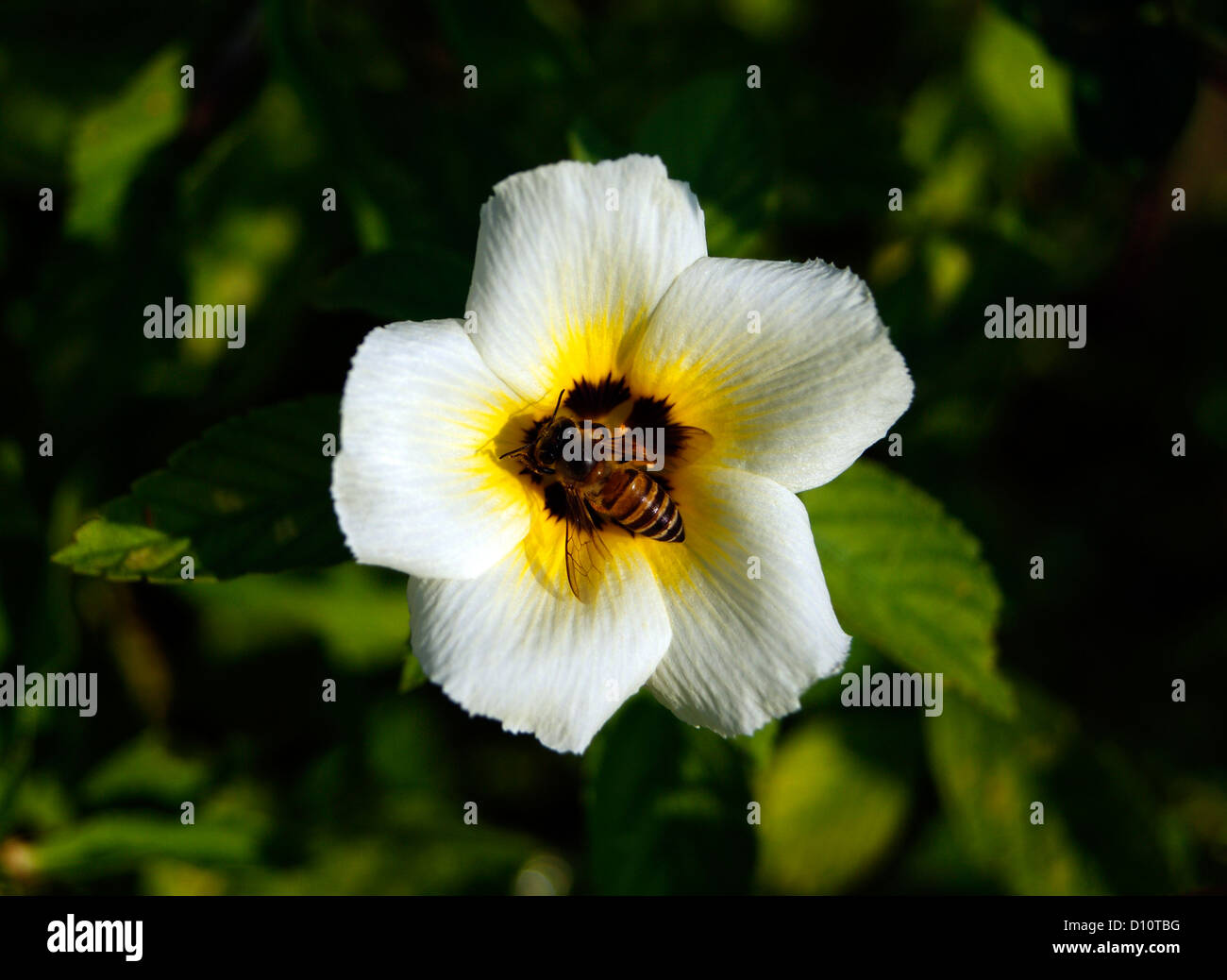 Kerala flower pollination hi-res stock photography and images - Alamy
