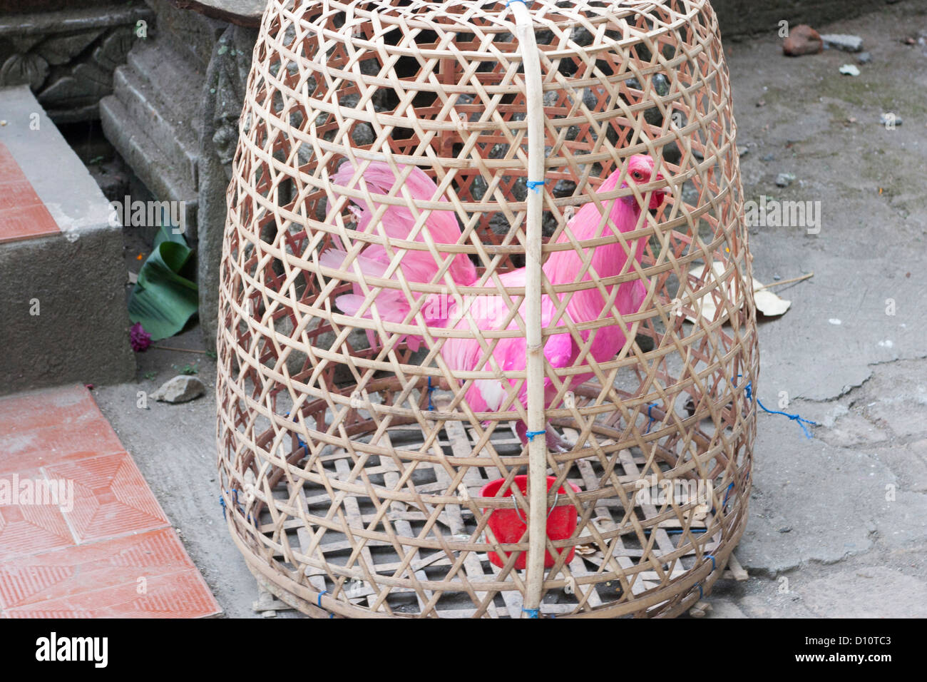 Pink colored rooster Stock Photo - Alamy