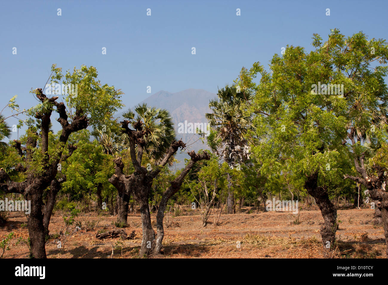 Trees in front of volcano Stock Photo - Alamy