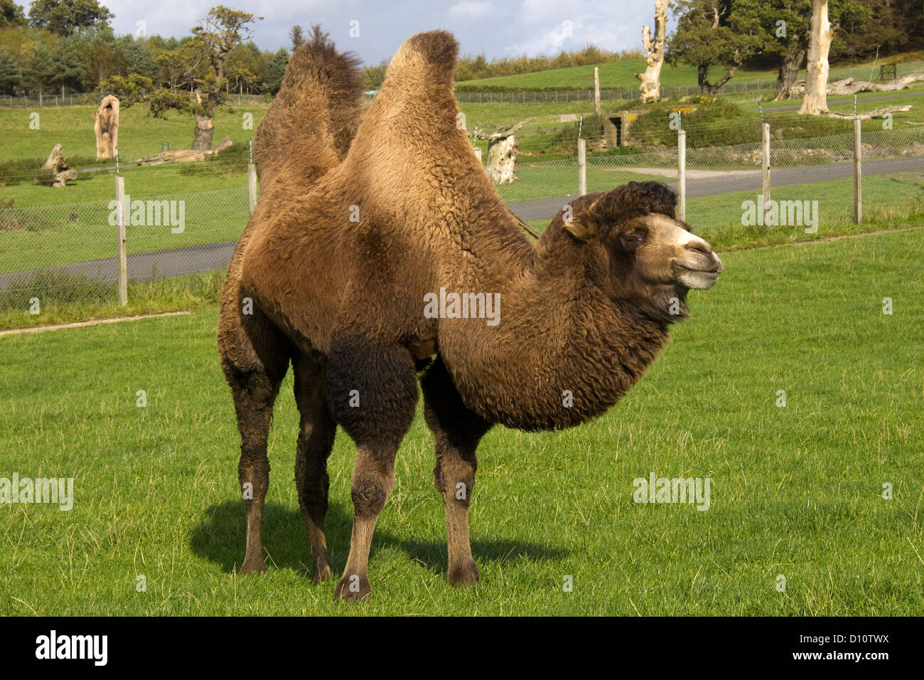 Camel, Longleat Safari Park Wiltshire UK Stock Photo - Alamy