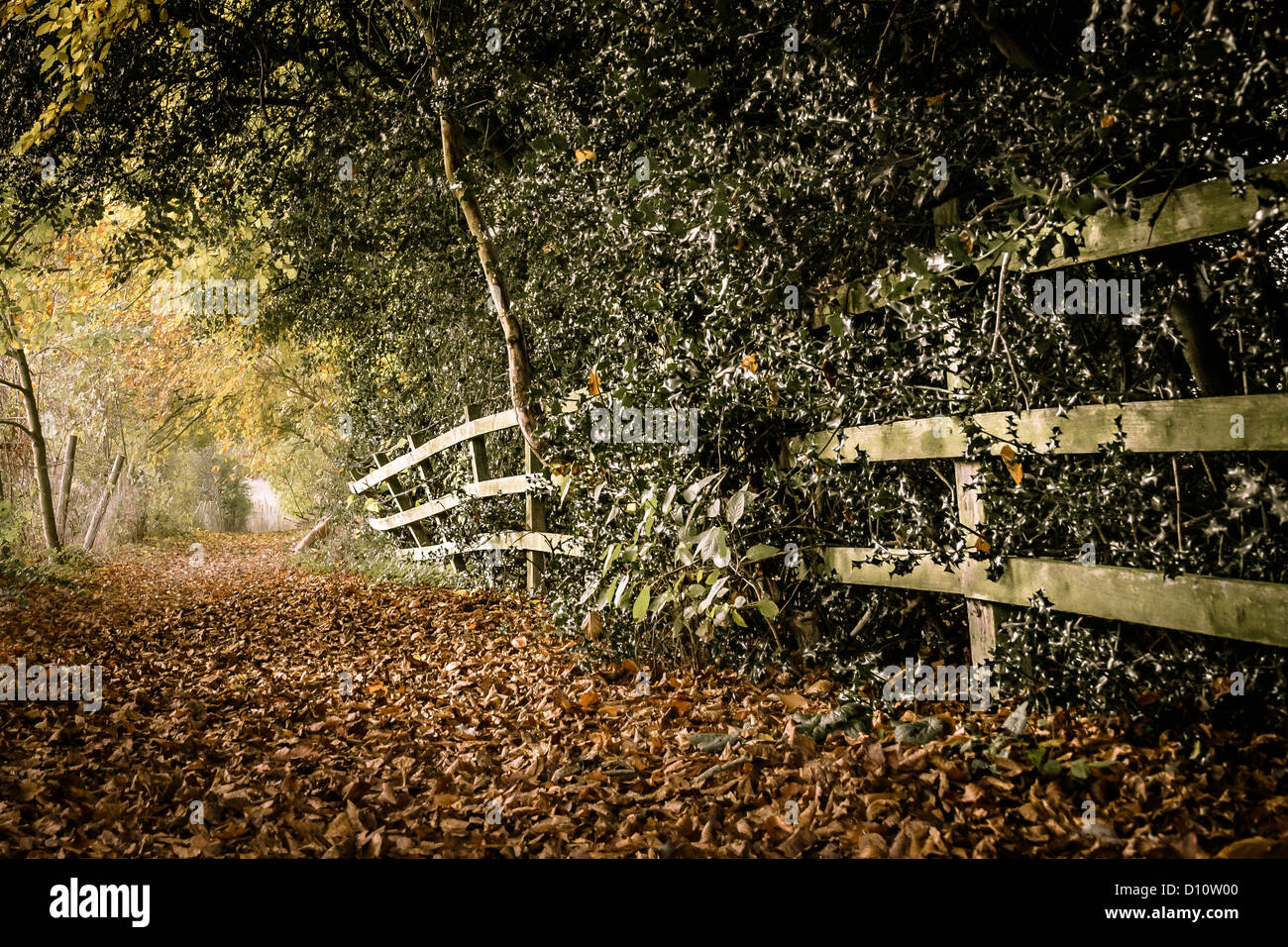 Autumnal scene from a low view point showing a leafy path in autumn ...