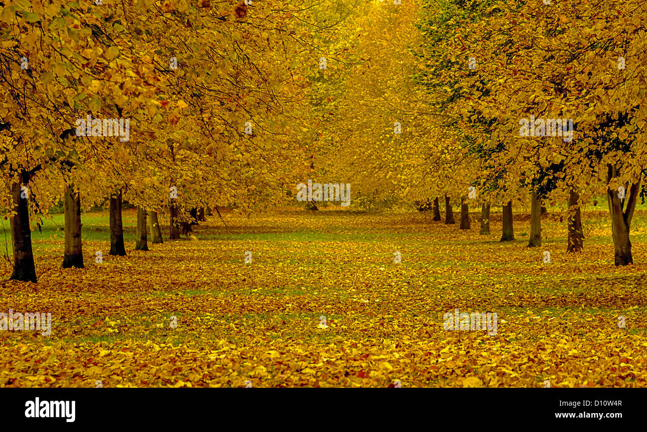 Tree lines path hi-res stock photography and images - Alamy