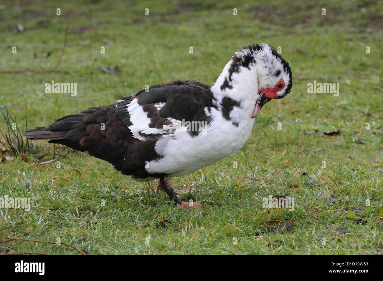 Juvenile muscovy duck hi-res stock photography and images - Alamy