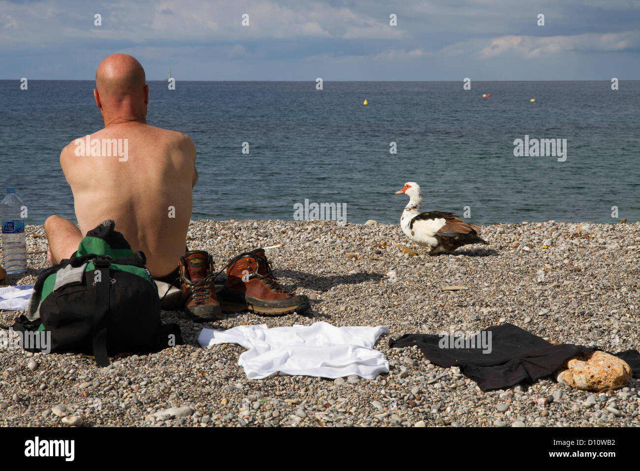 seagull and man standing on beach Stock Photo - Alamy