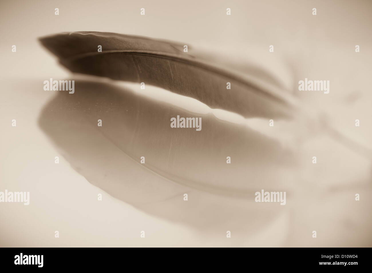 Single bird's feather in monochrome with reflection below Stock Photo ...