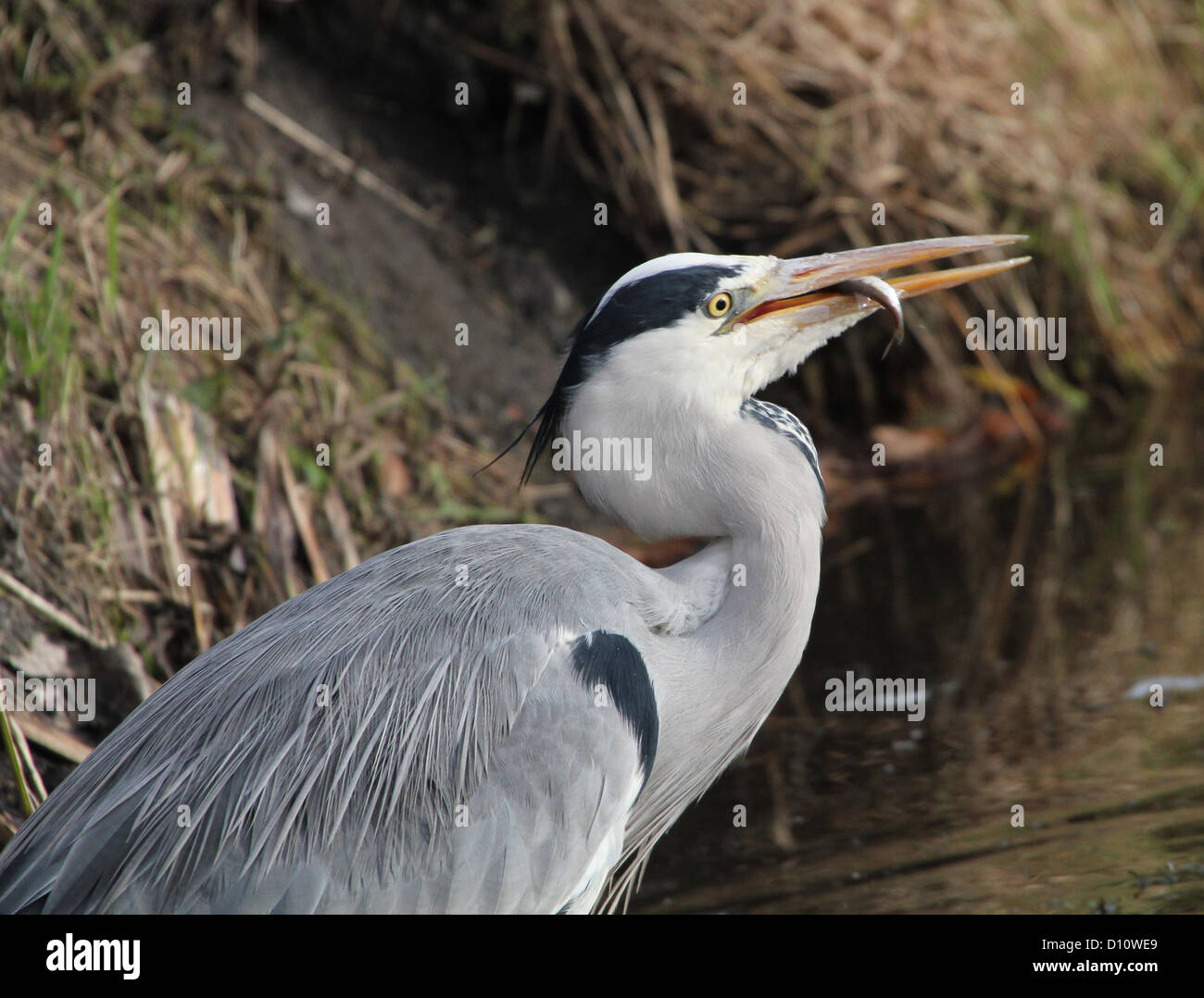 Gulping Down High Resolution Stock Photography and Images - Alamy
