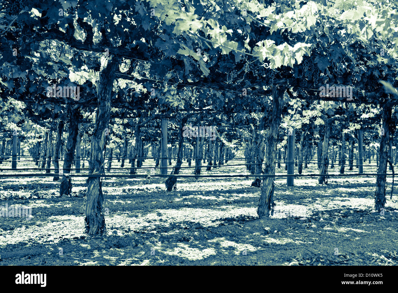 Grapevine, Napa Valley,California, USA Stock Photo - Alamy