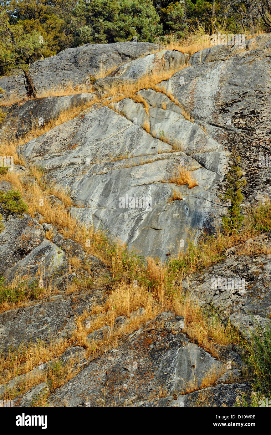 Stained rock outcrop with grasses and thistles in the Lamar Canyon ...