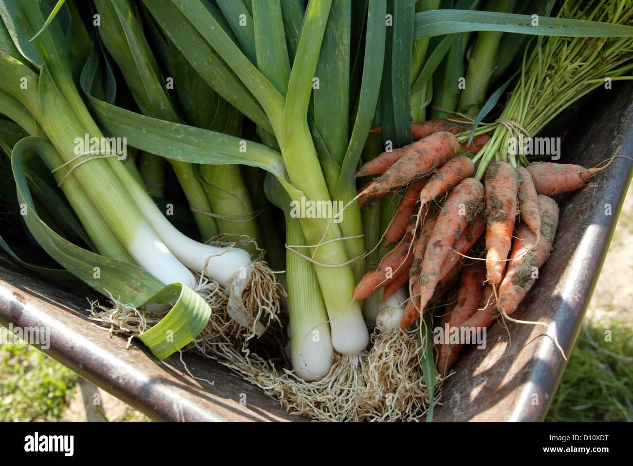 leeks carrots wheelbarrow soil farm farming Stock Photo - Alamy