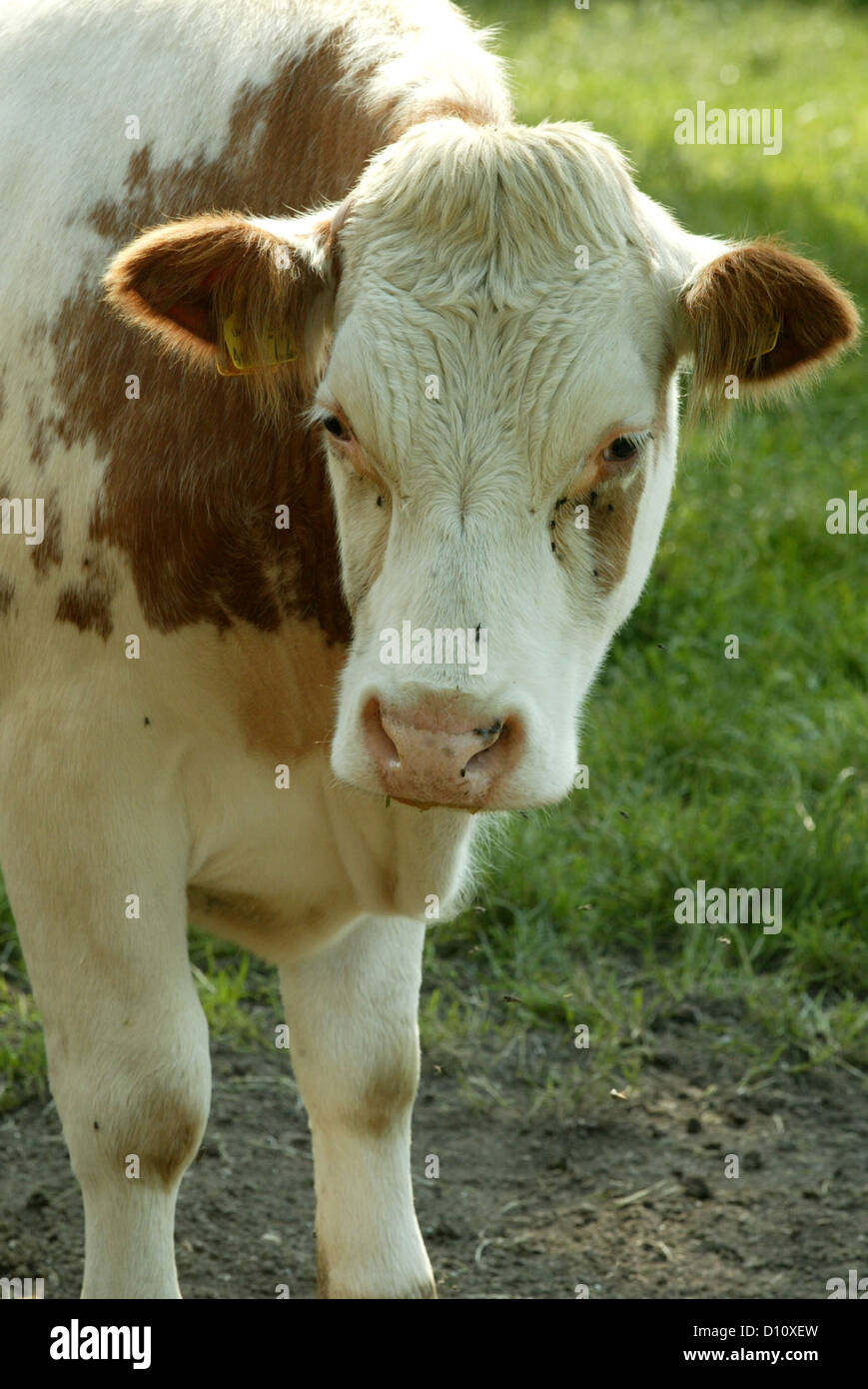 calf cow bullock Stock Photo - Alamy