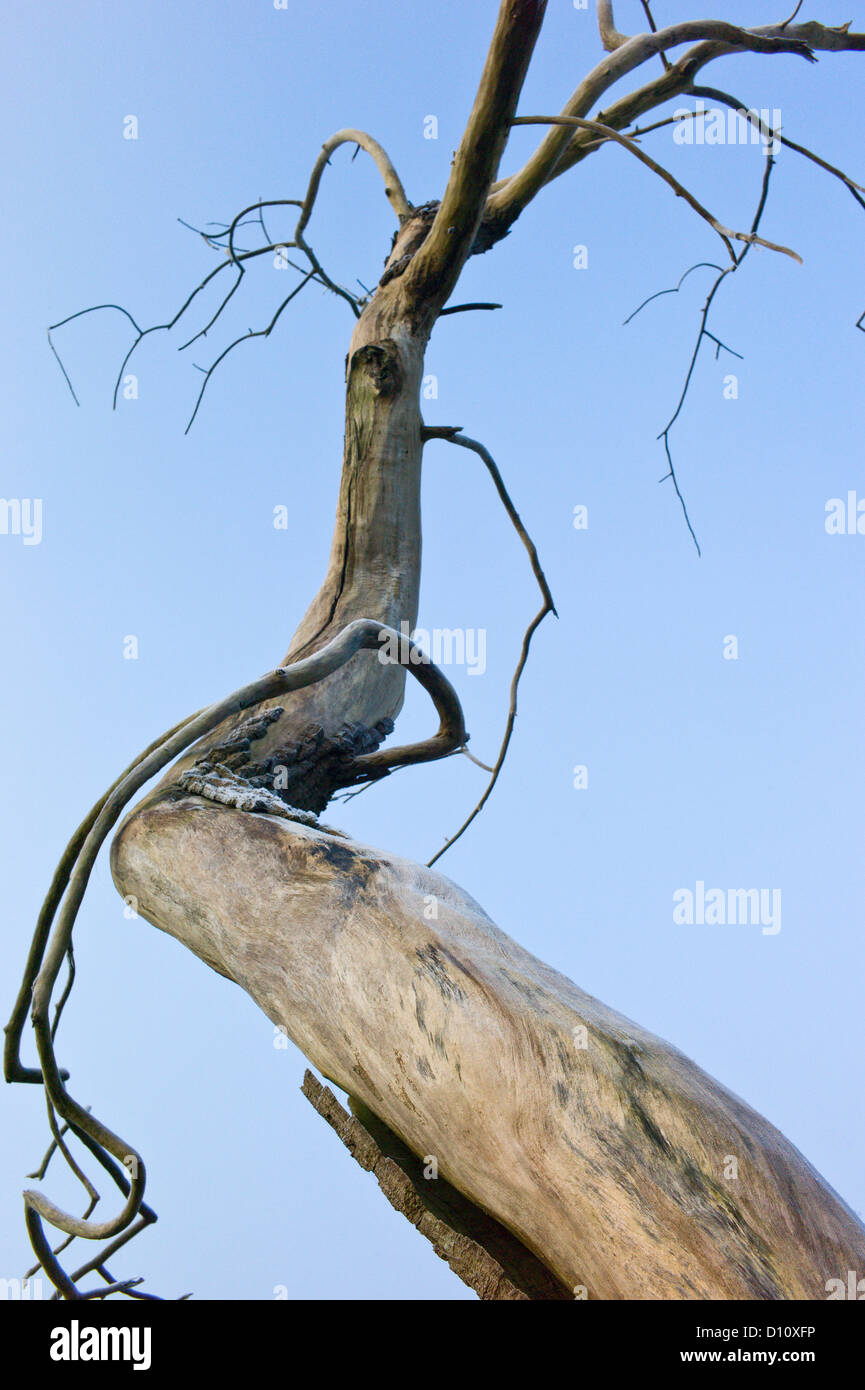 Sculptural fallen tree hi-res stock photography and images - Alamy