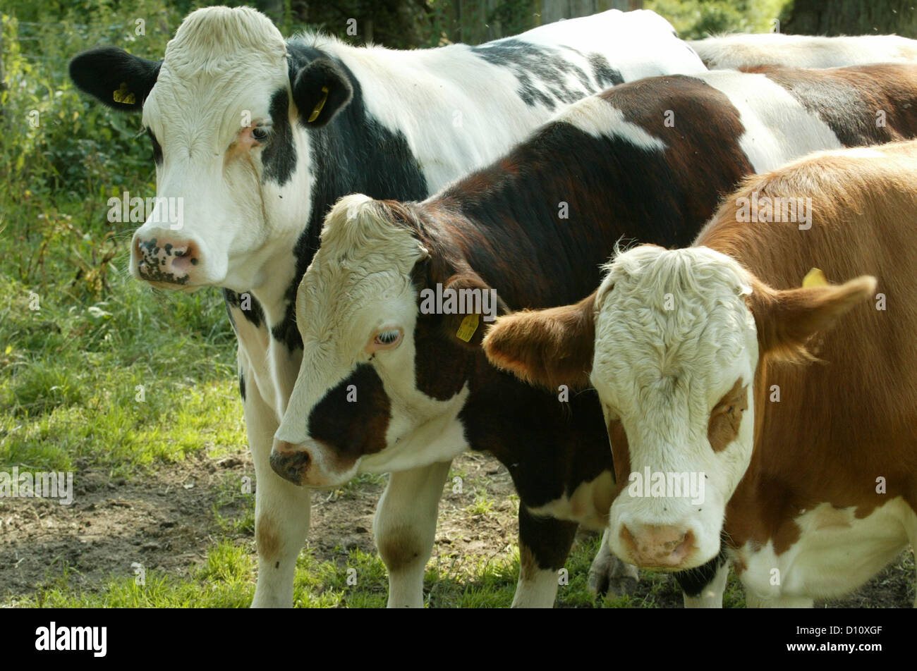 three calves bullocks cows Stock Photo - Alamy
