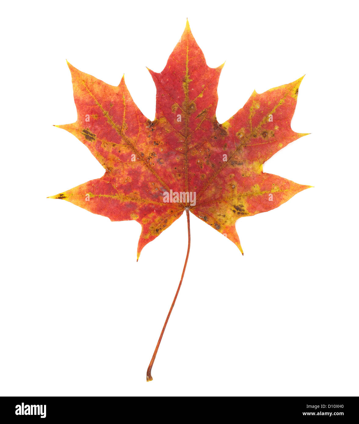 Canadian gold maple leaf Cut Out Stock Images & Pictures - Alamy