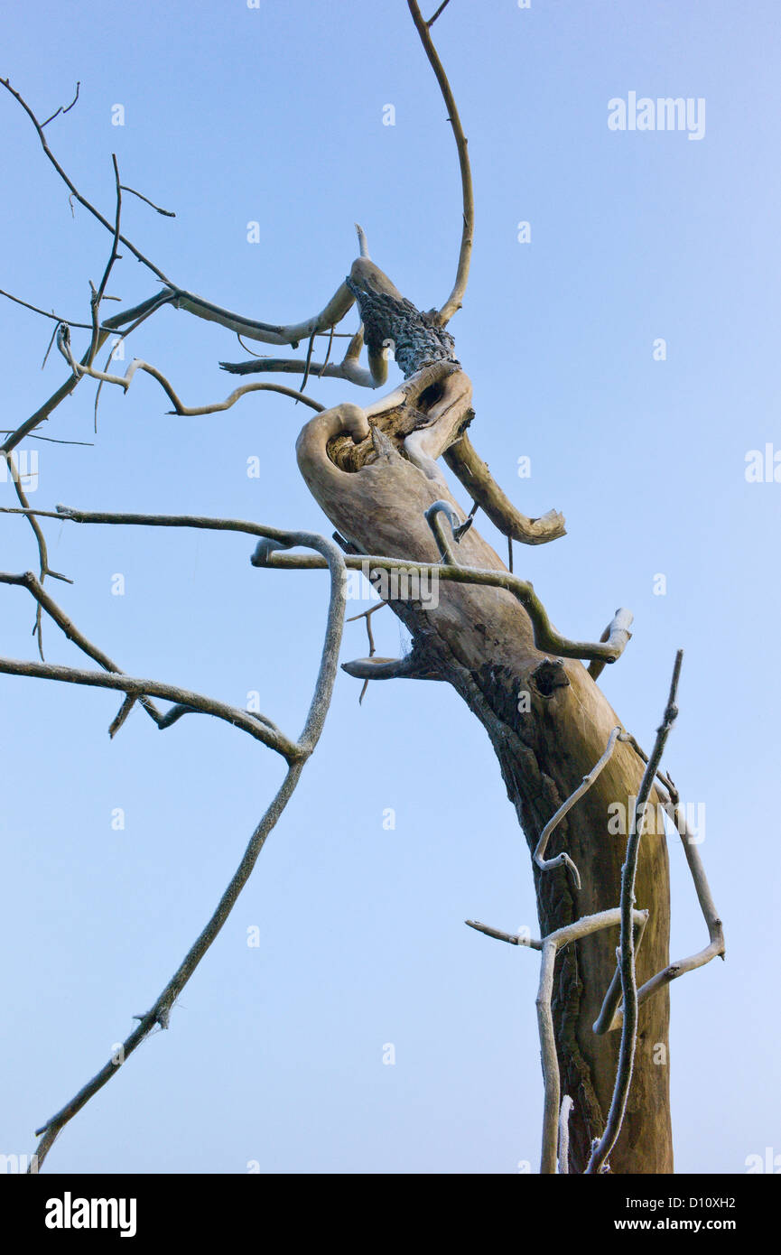 Dead branches of a fallen Oak tree on a frosty, foggy morning Stock ...