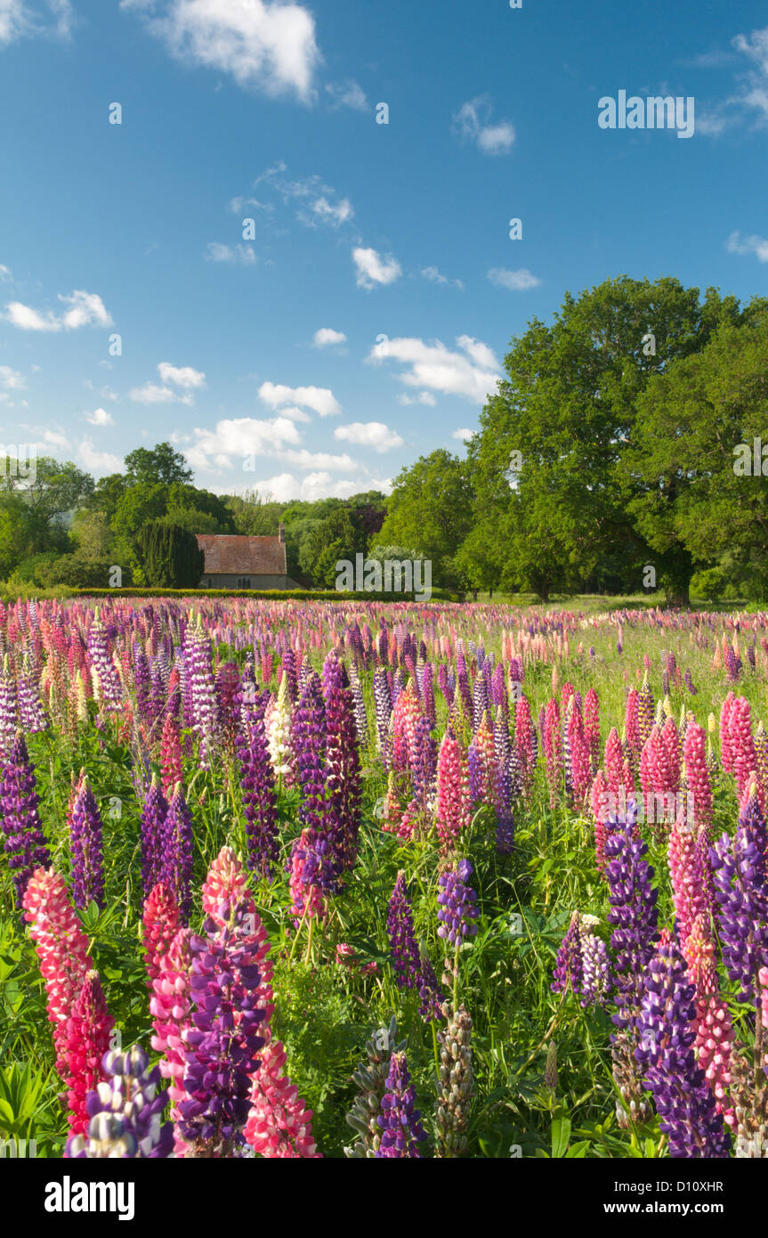 Lupins in field in front of St Peter's Church, Terwick, Rogate, West ...
