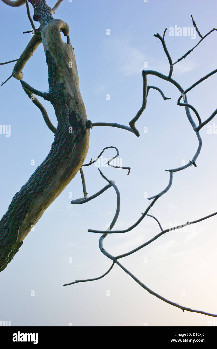 Dead branches of a fallen Oak tree on a frosty, foggy morning Stock ...