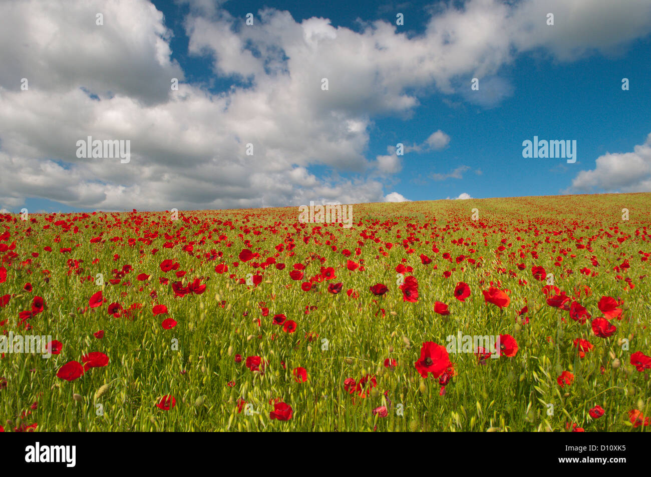 Lodsworth sussex hi-res stock photography and images - Alamy