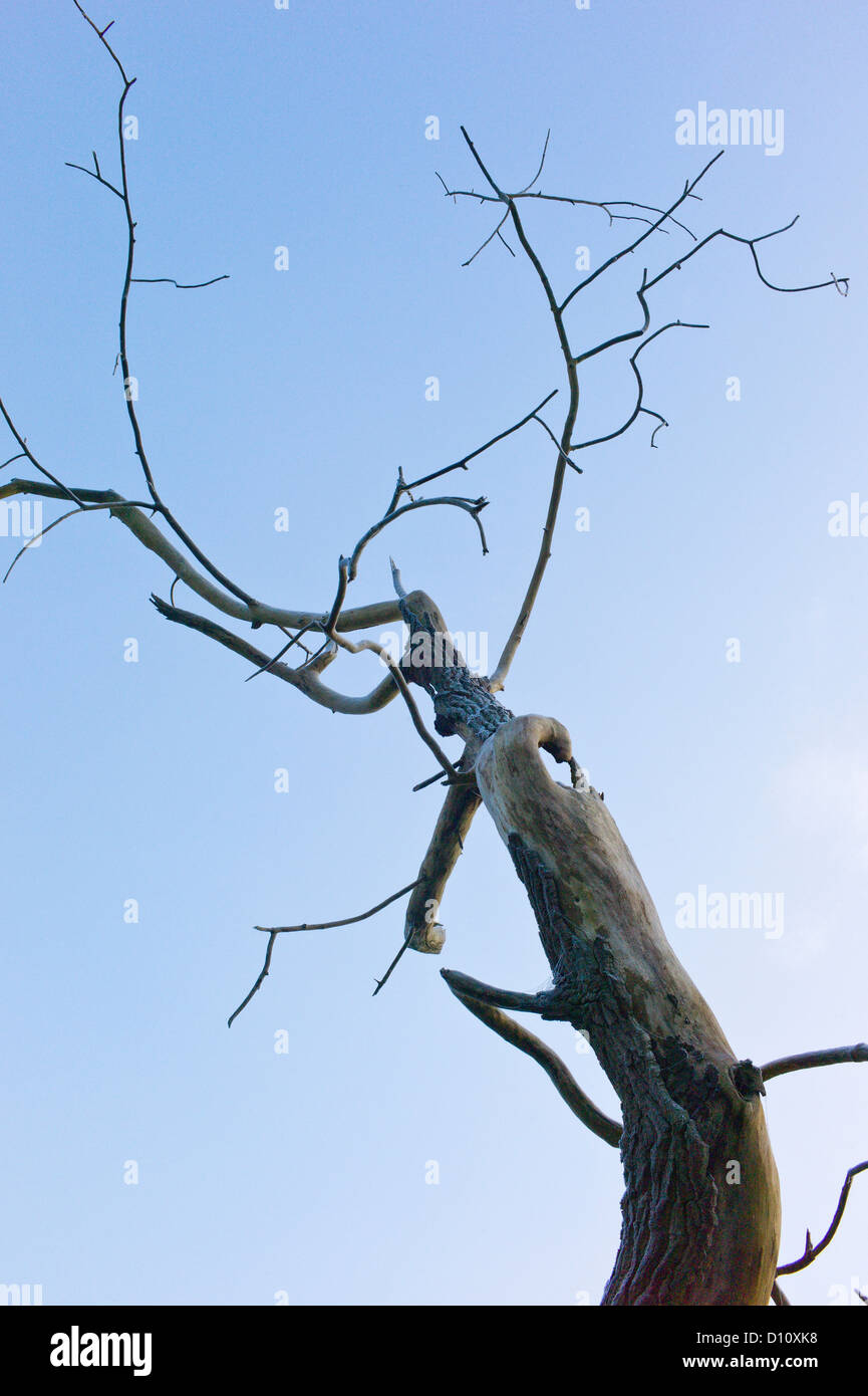 Dead branches of a fallen Oak tree on a frosty, foggy morning Stock ...