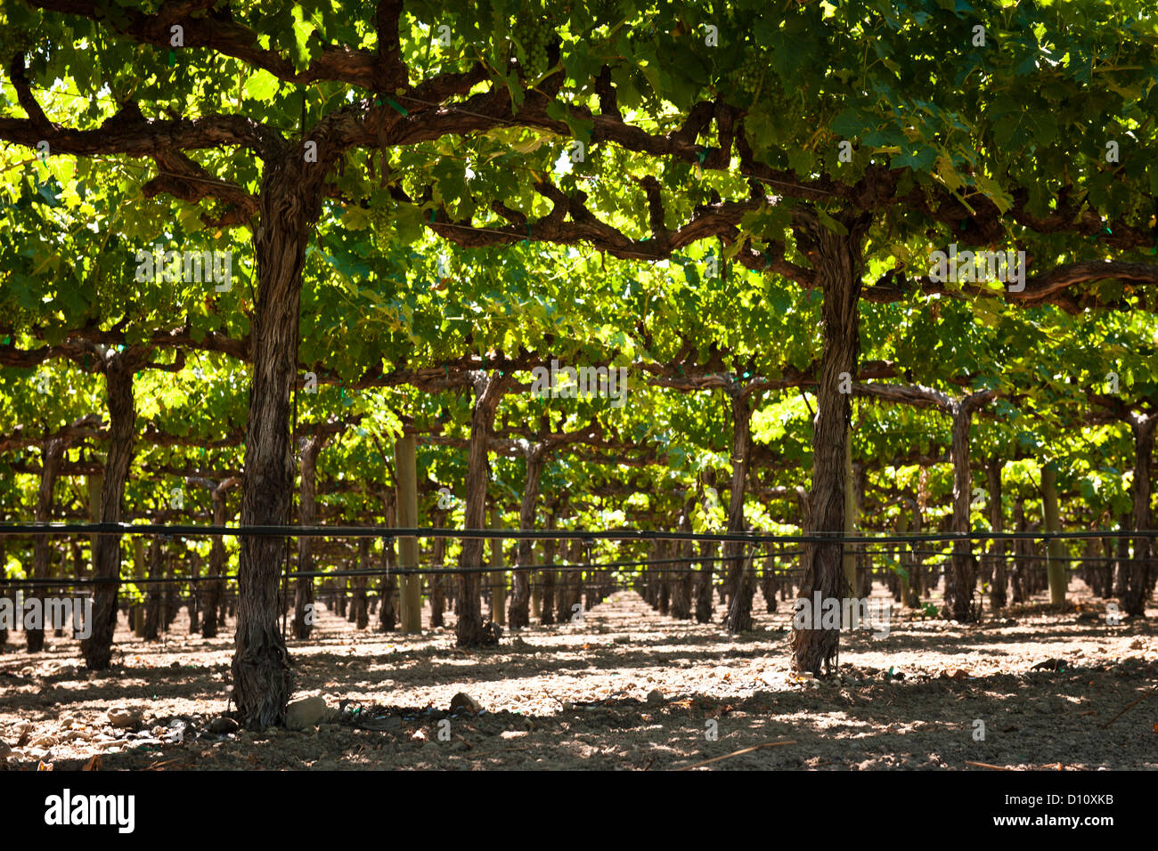 Grapevine, Napa Valley,California, USA Stock Photo - Alamy