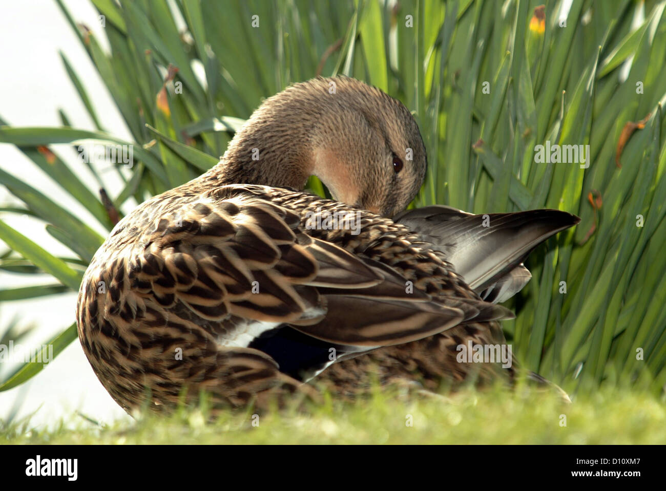 duck brown plumage feathers groom grooming Stock Photo - Alamy
