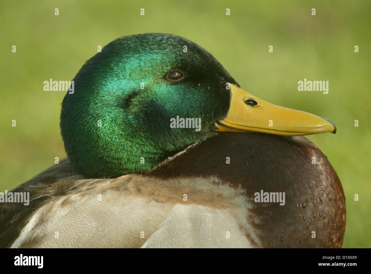 duck beak green head Stock Photo - Alamy