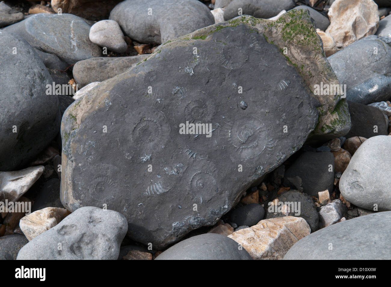 Fossils. Ammonites on rock on beach between Charmouth, Dorset, and Lyme ...