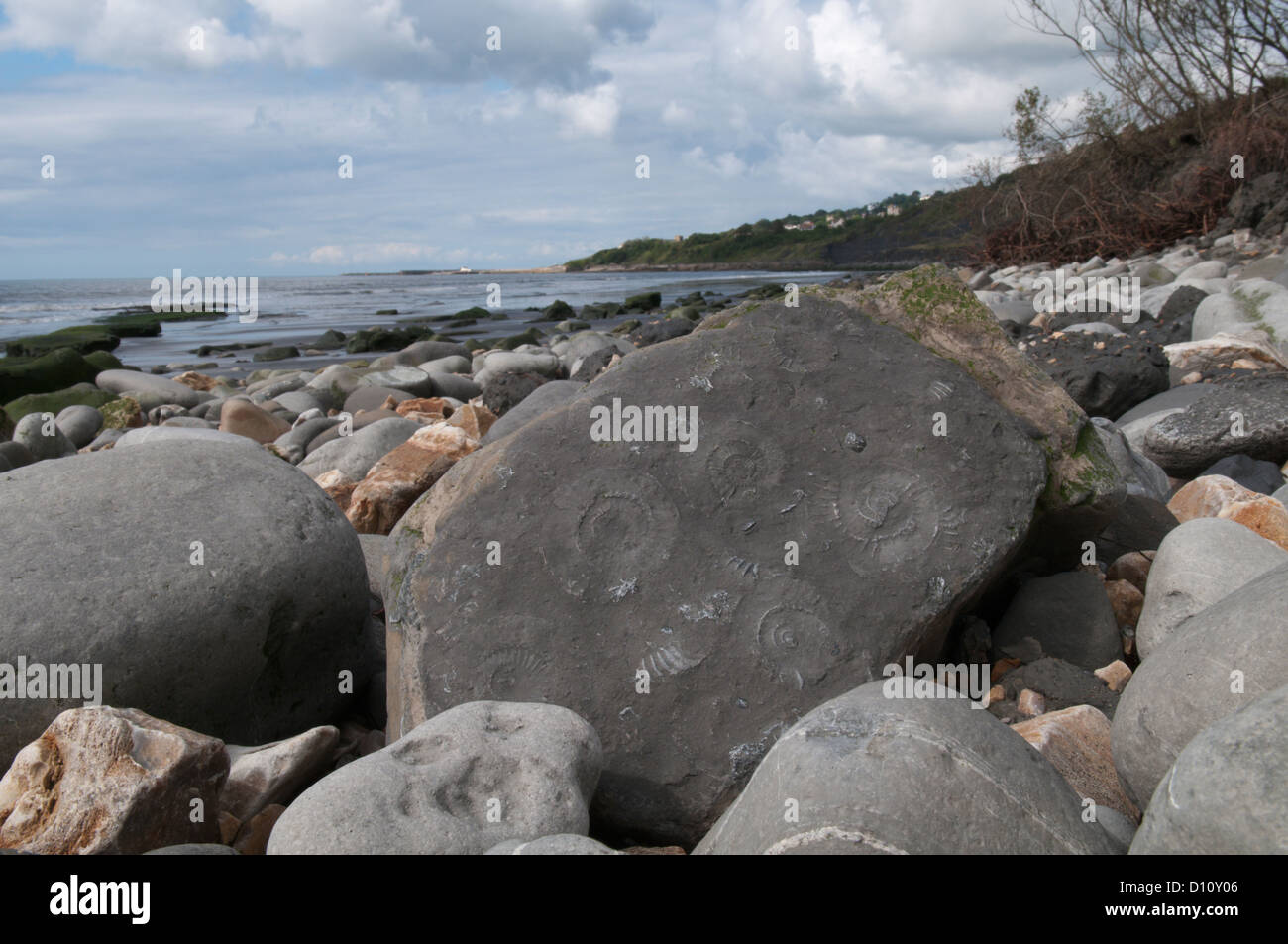 Ammonites fossils hi-res stock photography and images - Alamy