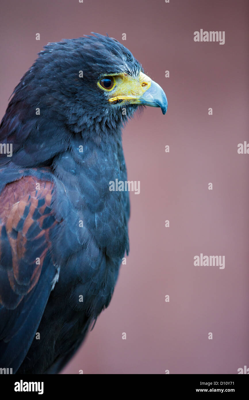 Harris hawks hi-res stock photography and images - Alamy