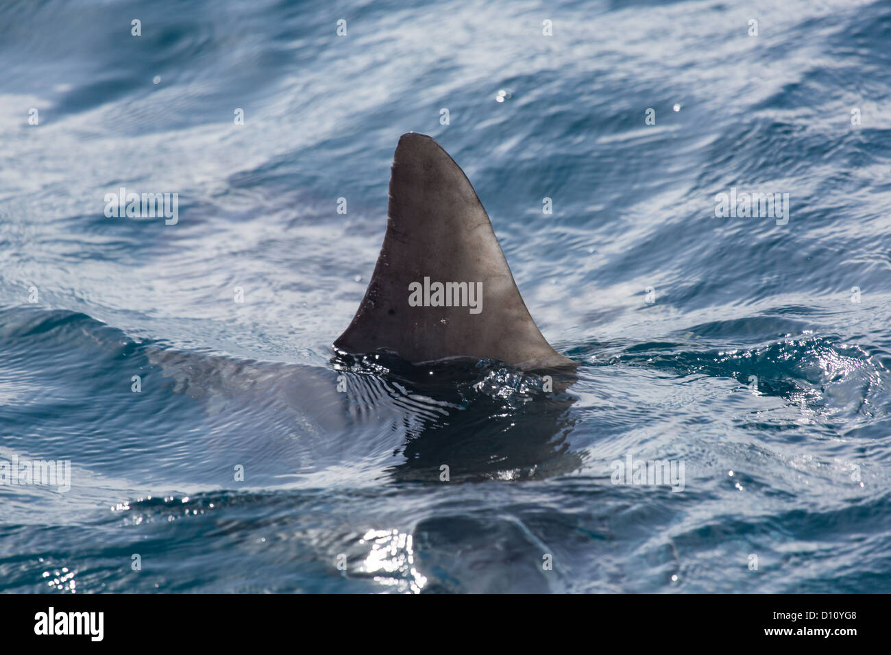 Shark fin hi-res stock photography and images - Alamy
