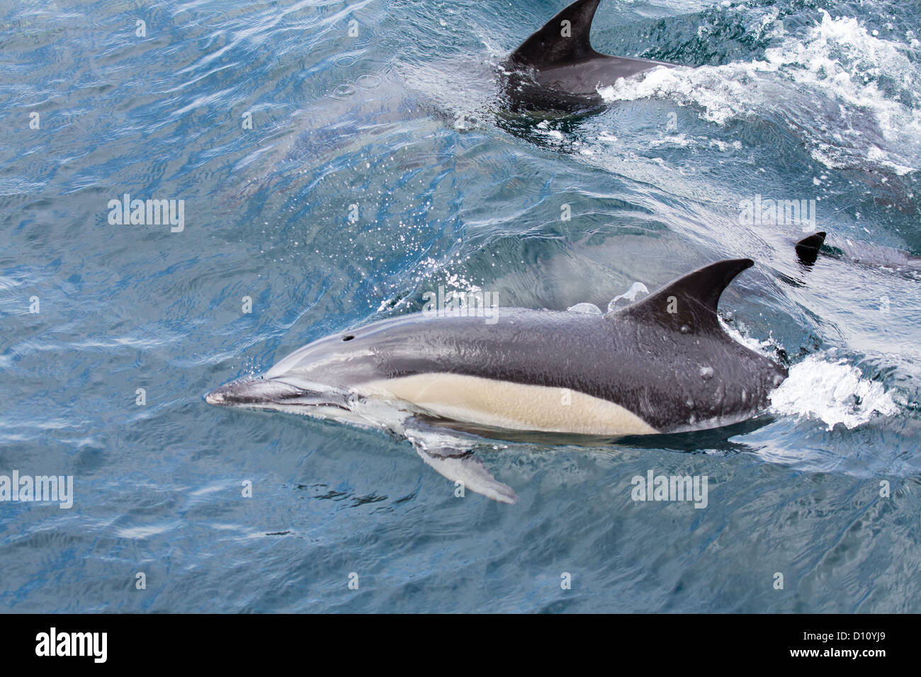 A high resolution image of common dolphins swimming in the ocean Stock ...