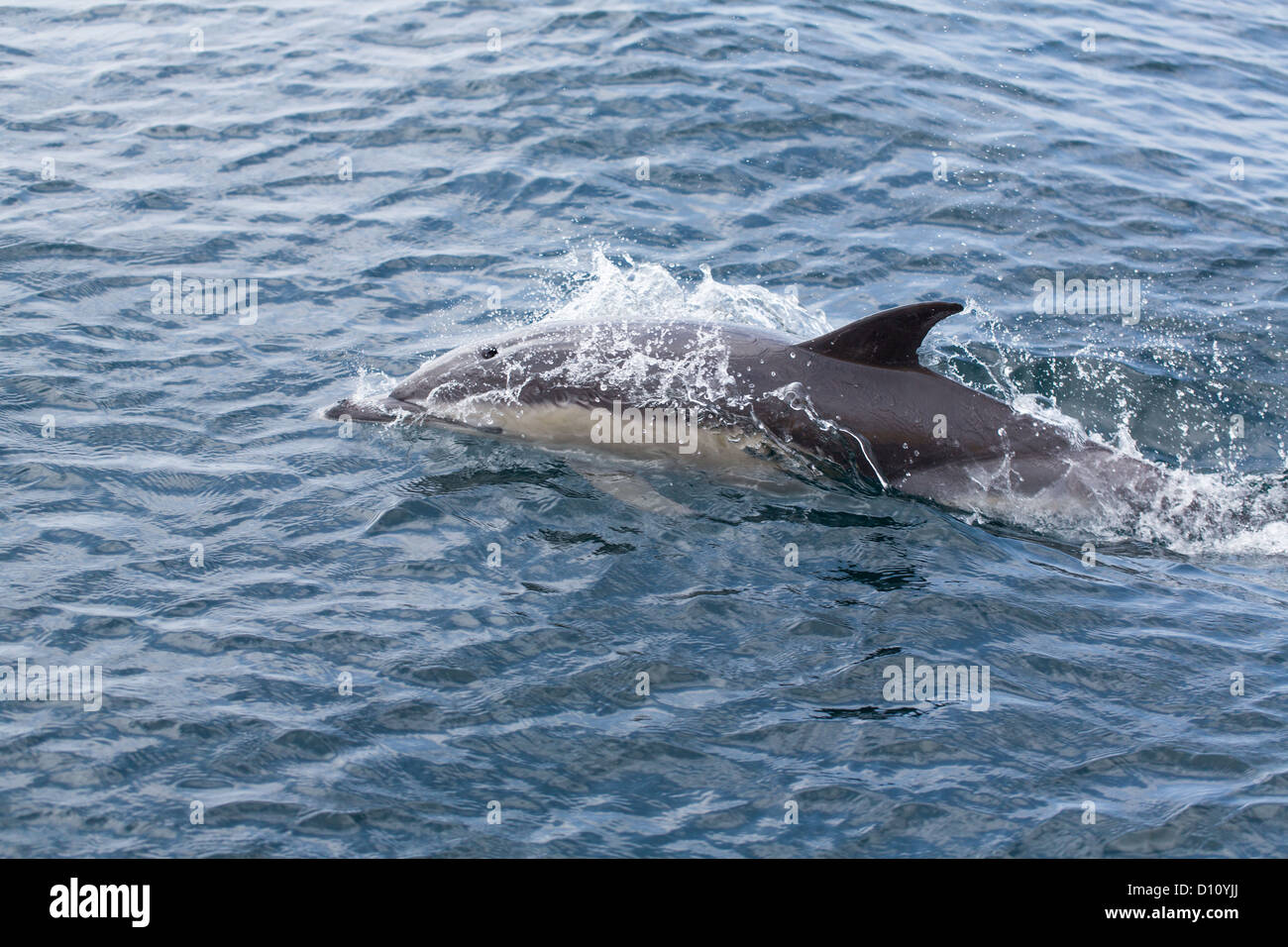 A high resolution image of common dolphins swimming in the ocean Stock ...